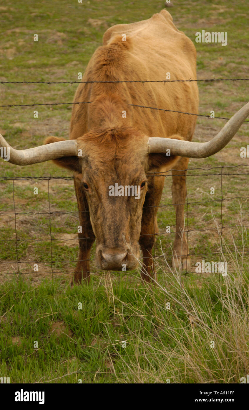 Bull with long horns grazing Stock Photo - Alamy
