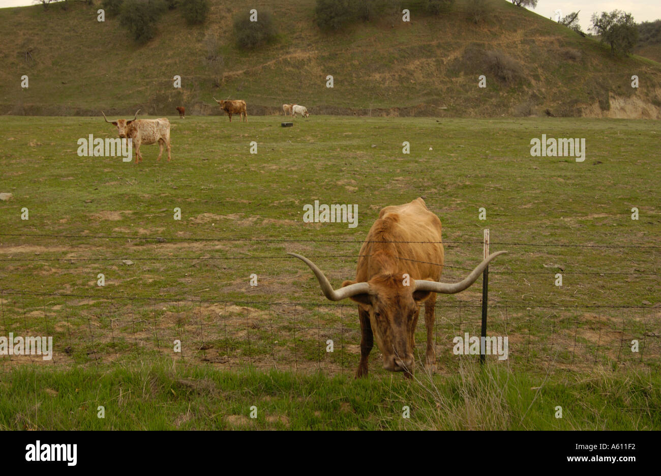 Bull with long horns grazing Stock Photo - Alamy