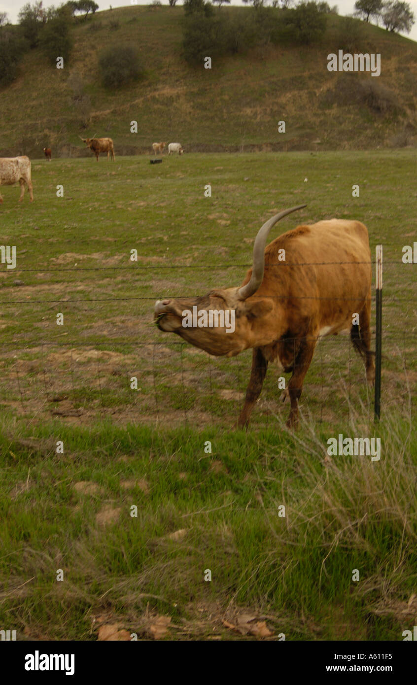 Bull with long horns grazing Stock Photo - Alamy