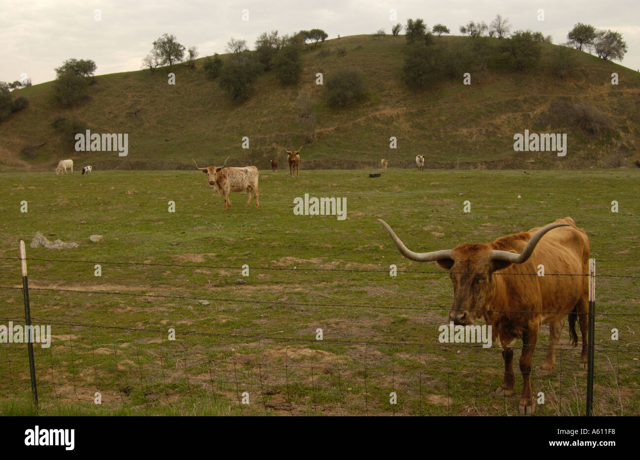 Bull with long horns grazing Stock Photo - Alamy