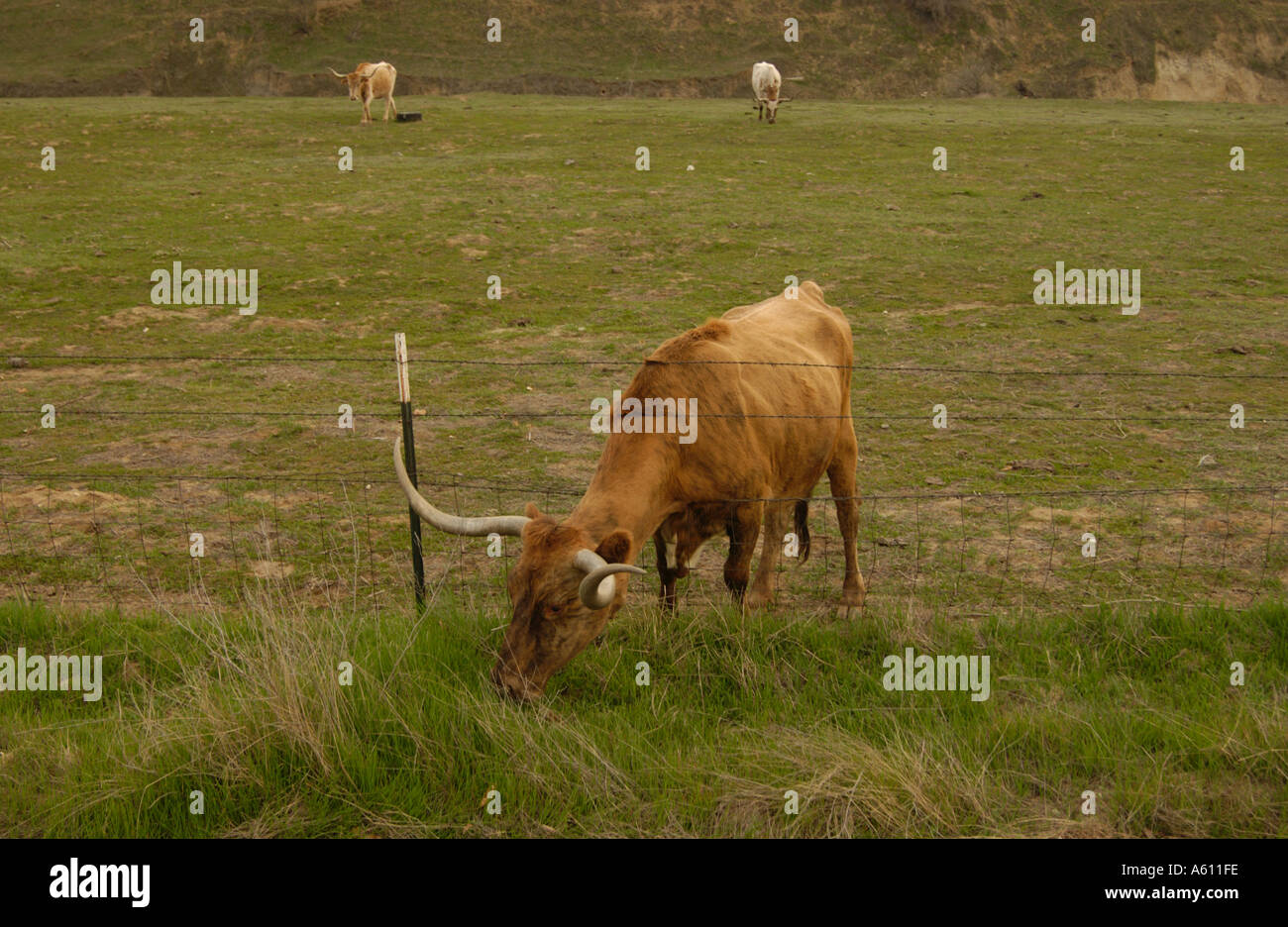 Texas longhorn red bull head hi-res stock photography and images - Alamy