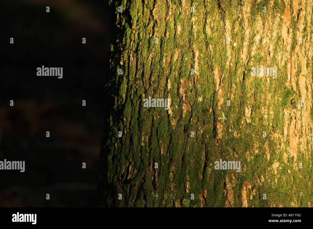 Trunk of tree Stock Photo - Alamy