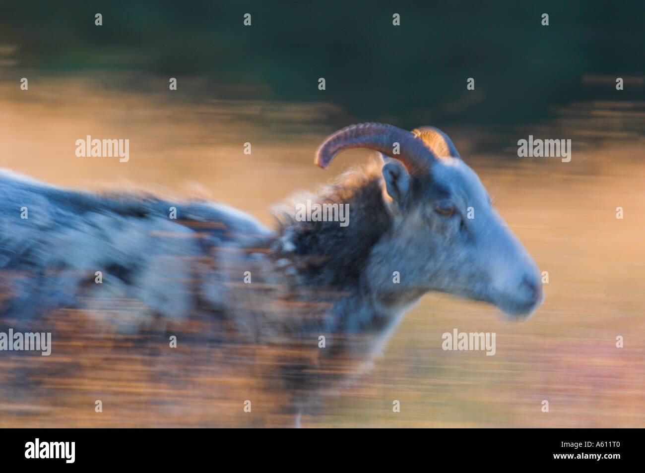 Determined goat hi-res stock photography and images - Alamy