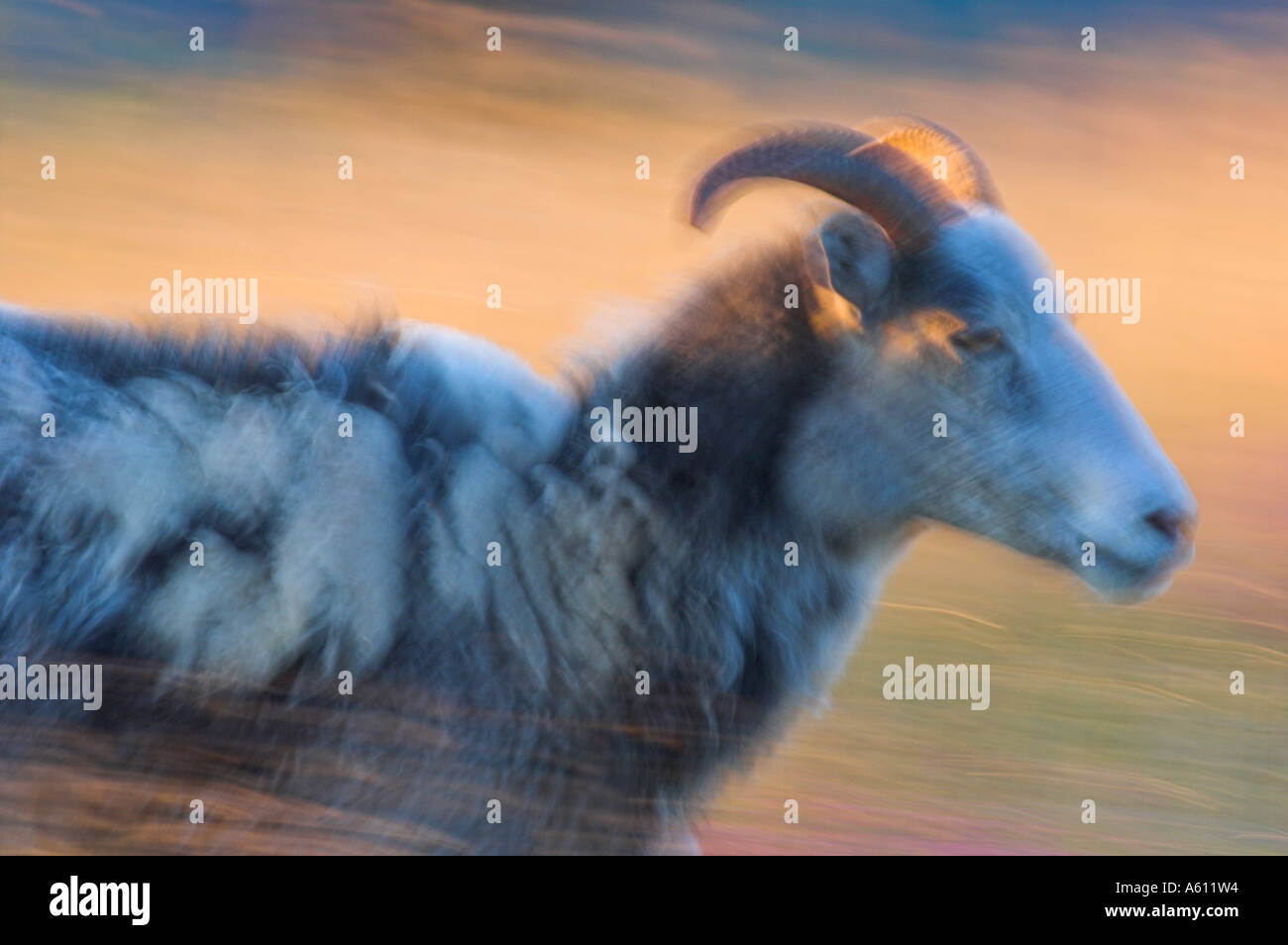 Goat movement hi-res stock photography and images - Alamy