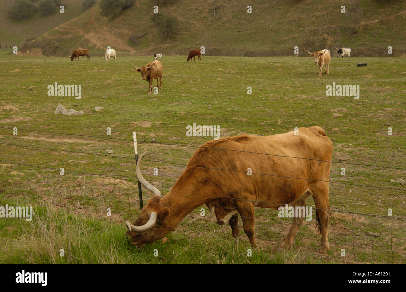 Bull with long horns grazing Stock Photo - Alamy