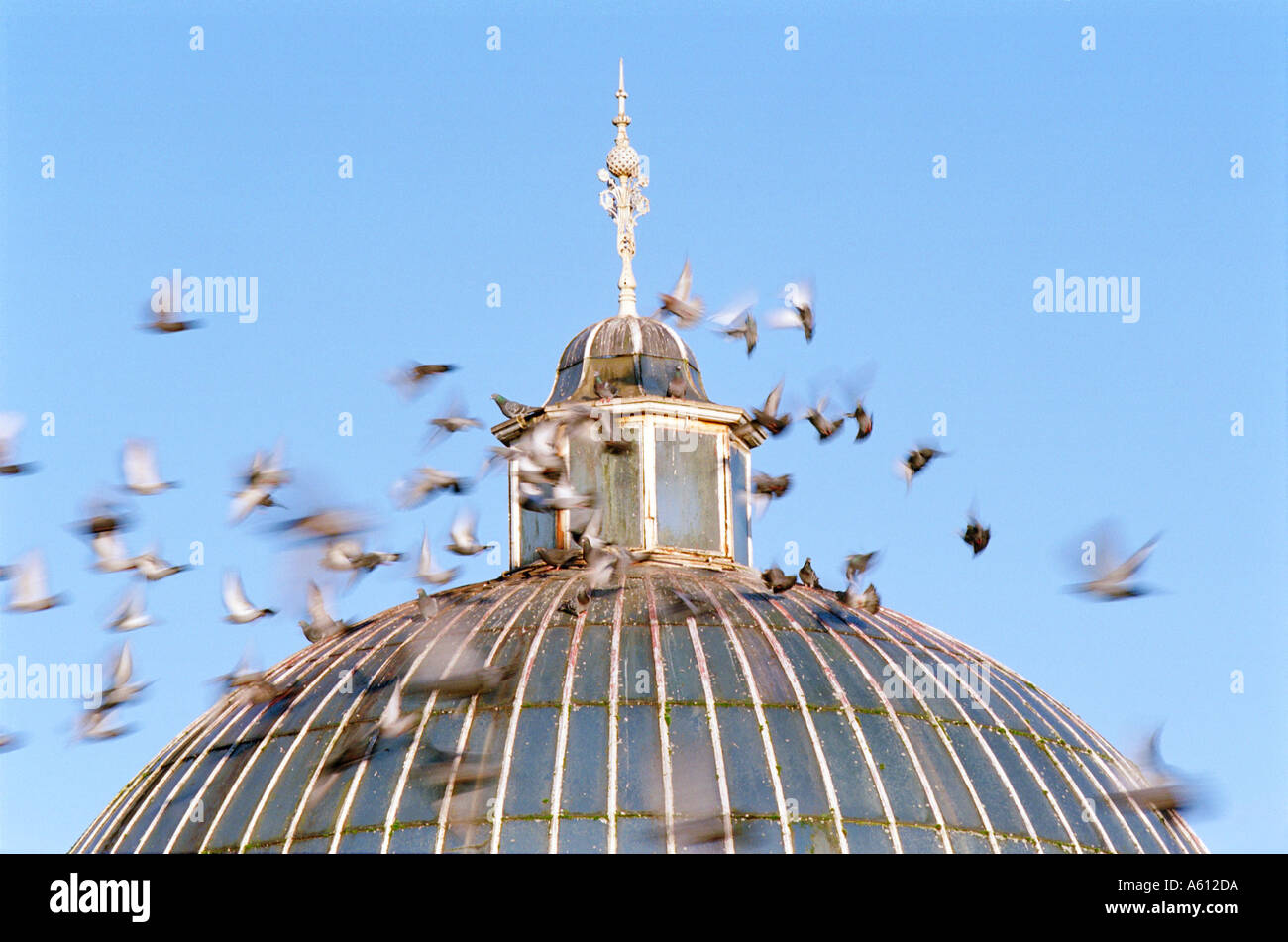 Pigeons glass roof hi-res stock photography and images - Alamy