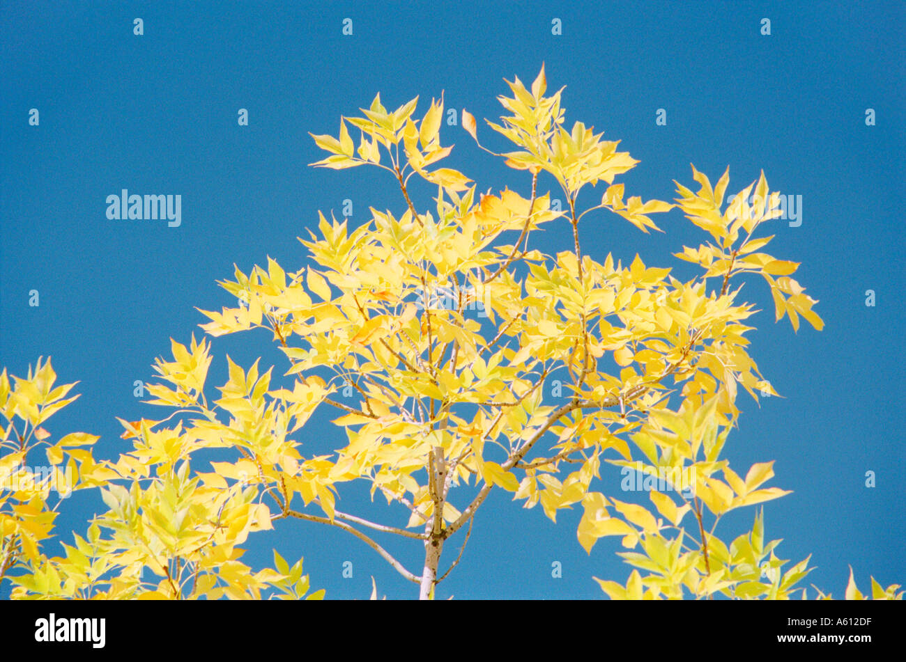 Autumn Leaves Morrison Stock Photo - Alamy