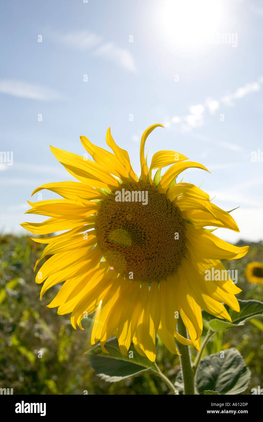 A single sunflower on the edge of a field of sunflowers, bright sun in ...