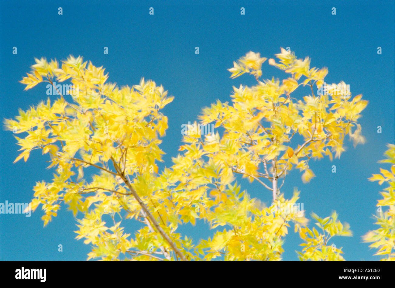 Autumn Leaves Morrison Stock Photo - Alamy