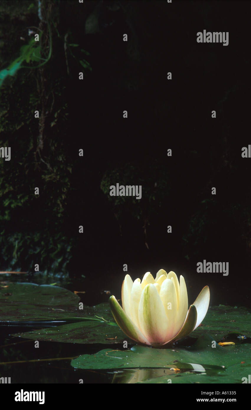 Victorian water feature hi-res stock photography and images - Alamy