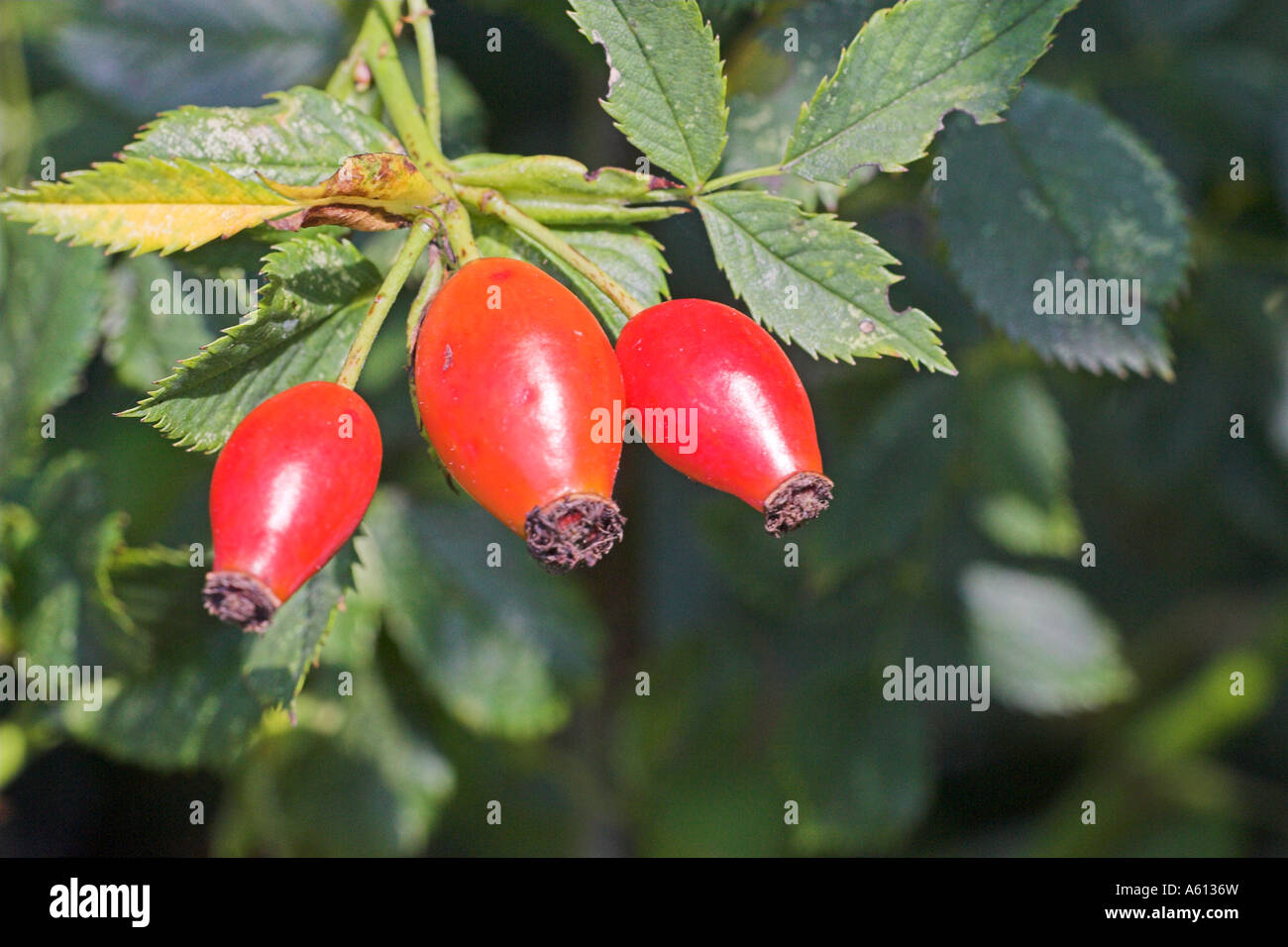Dog rose Rosa canina hips growing in garden Ringwood Hampshire England ...