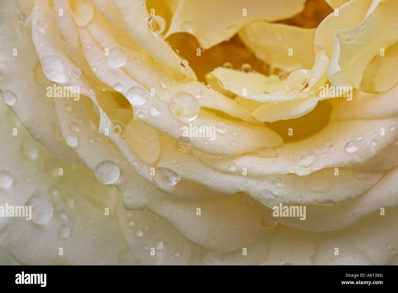 Heavy flower hi-res stock photography and images - Alamy