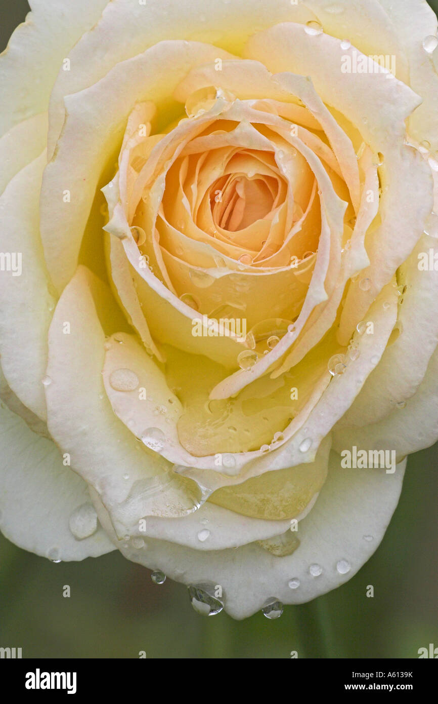 Heavy flower hi-res stock photography and images - Alamy