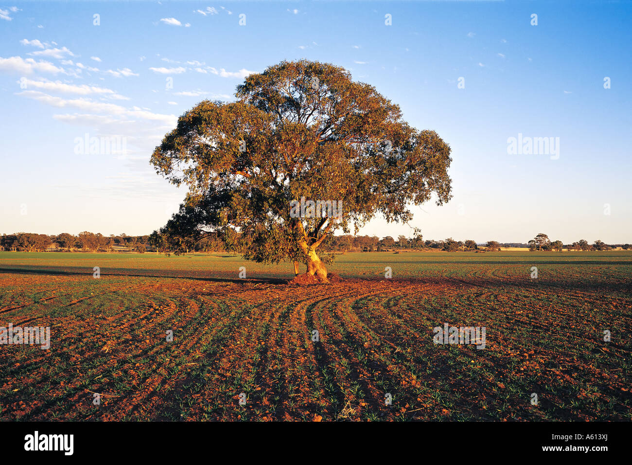 Tree in middle of newly planted field at sunrise near West Wyalong New ...