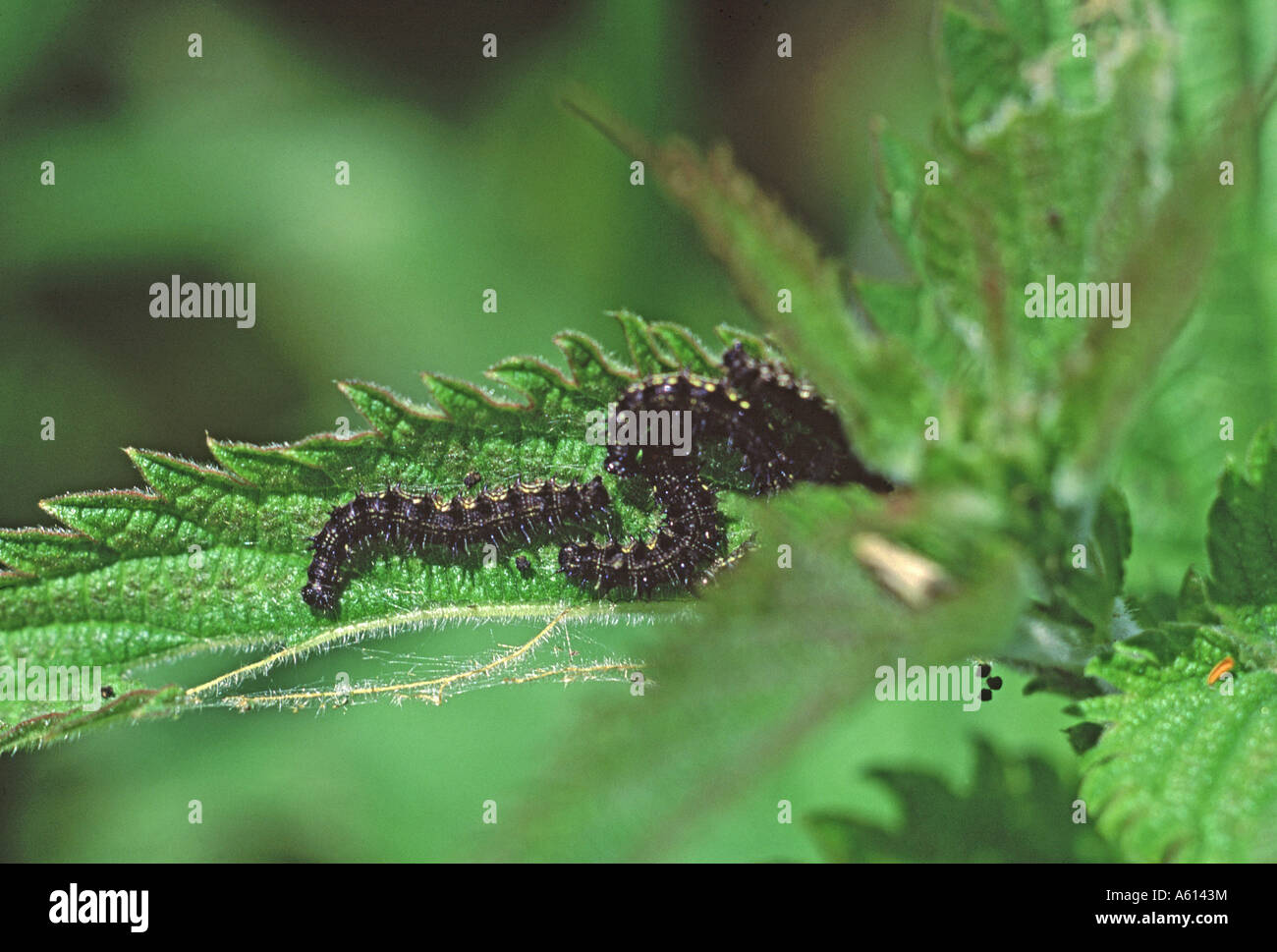 Small tortoiseshell Aglais urticae larvae on stinging nettle in a ...