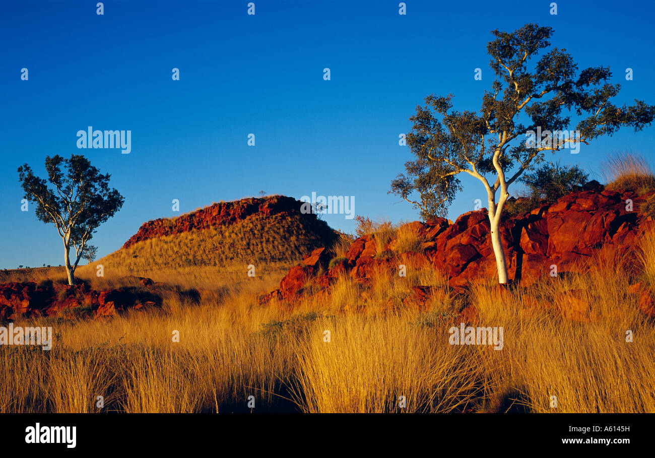 Ghost Gums and red rocky outcrops at sunset in the Gibson Desert near ...