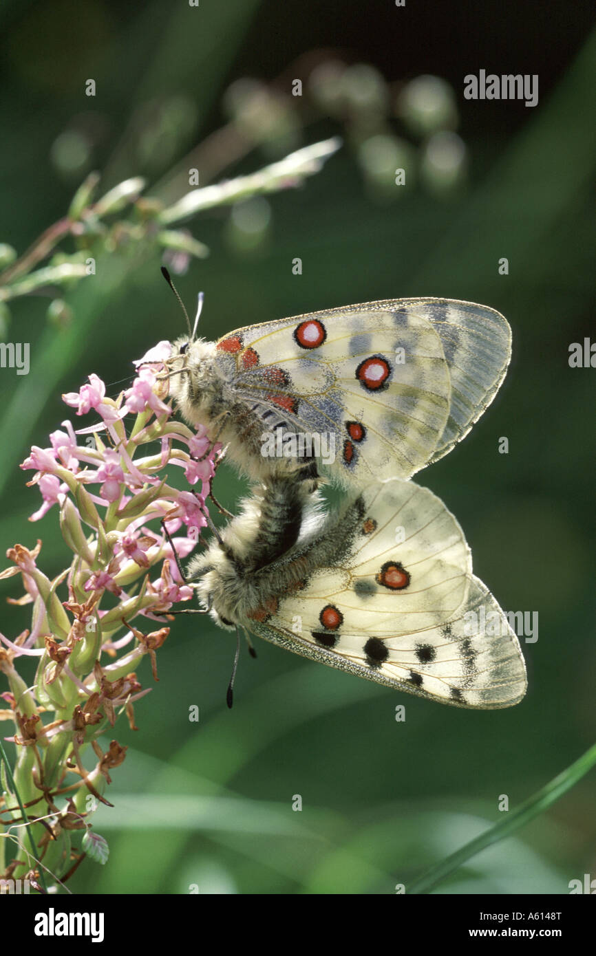 Apollo butterflies Parnassius apollo mating on Fragrant orchid ...