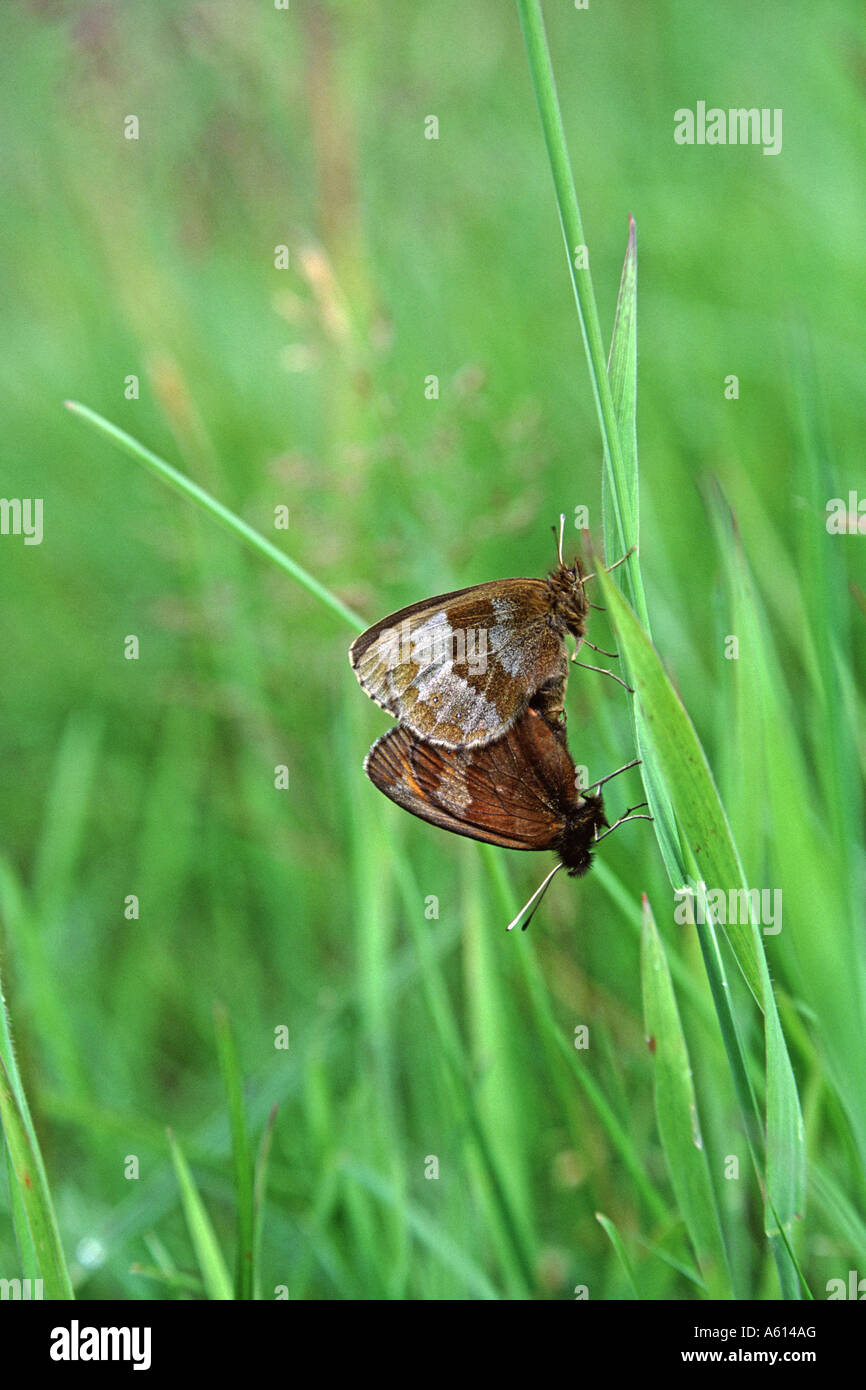 Scotch argus butterfly highland hi-res stock photography and images - Alamy