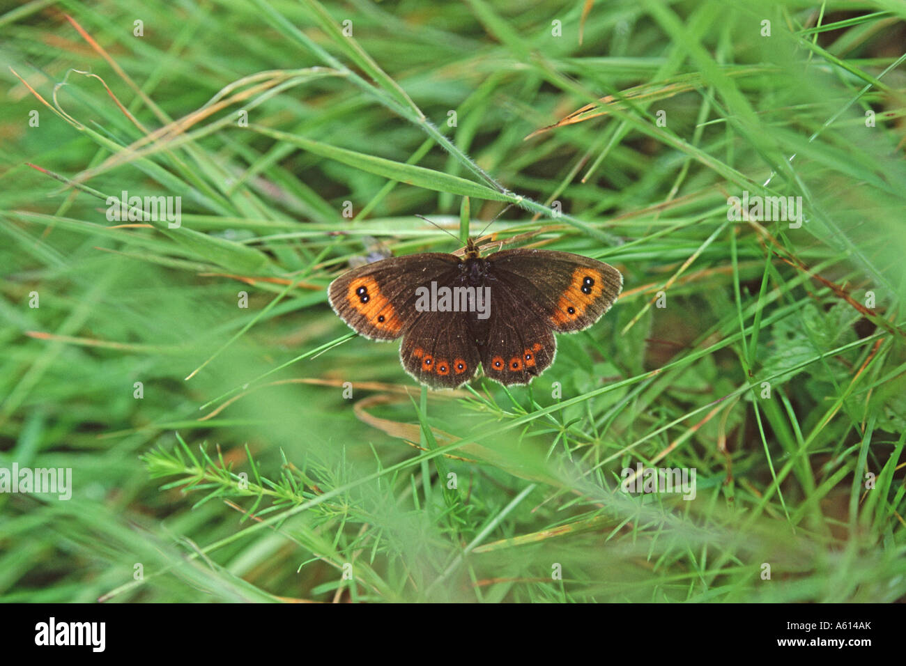Scotch argus butterfly highland hi-res stock photography and images - Alamy