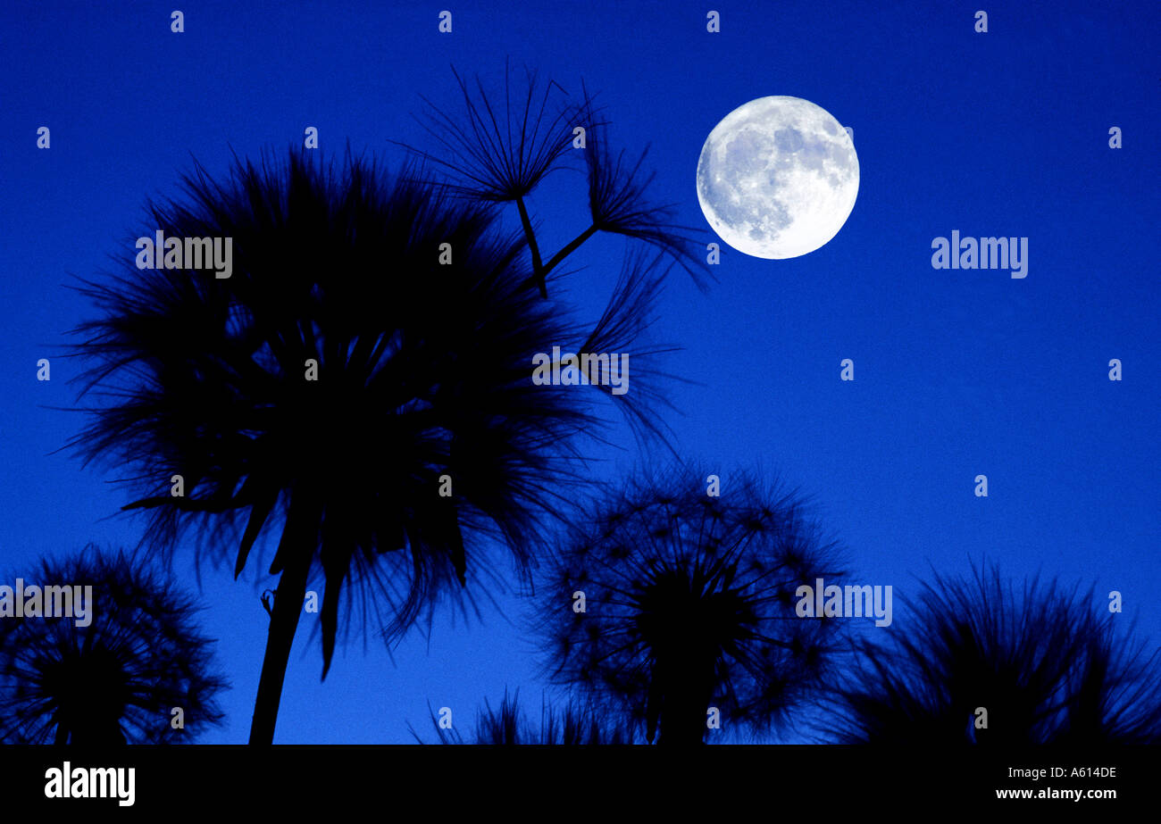 Moon seeds hi-res stock photography and images - Alamy
