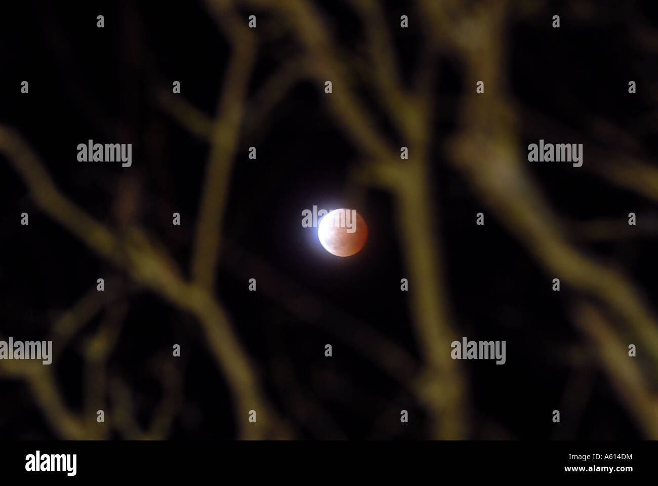lunar eclipse seen through trees Stock Photo - Alamy