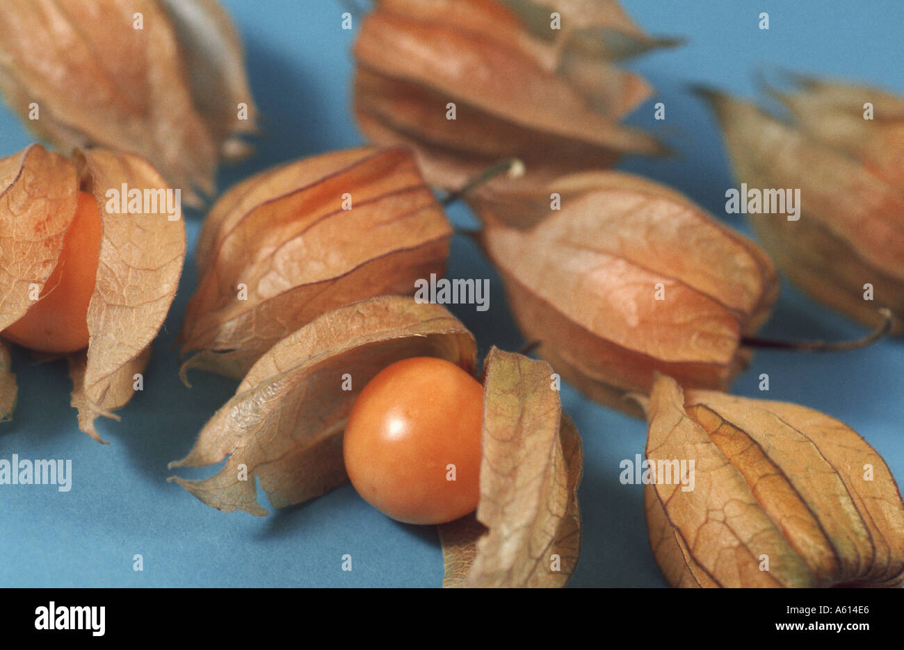 Bladder cherries hi-res stock photography and images - Alamy