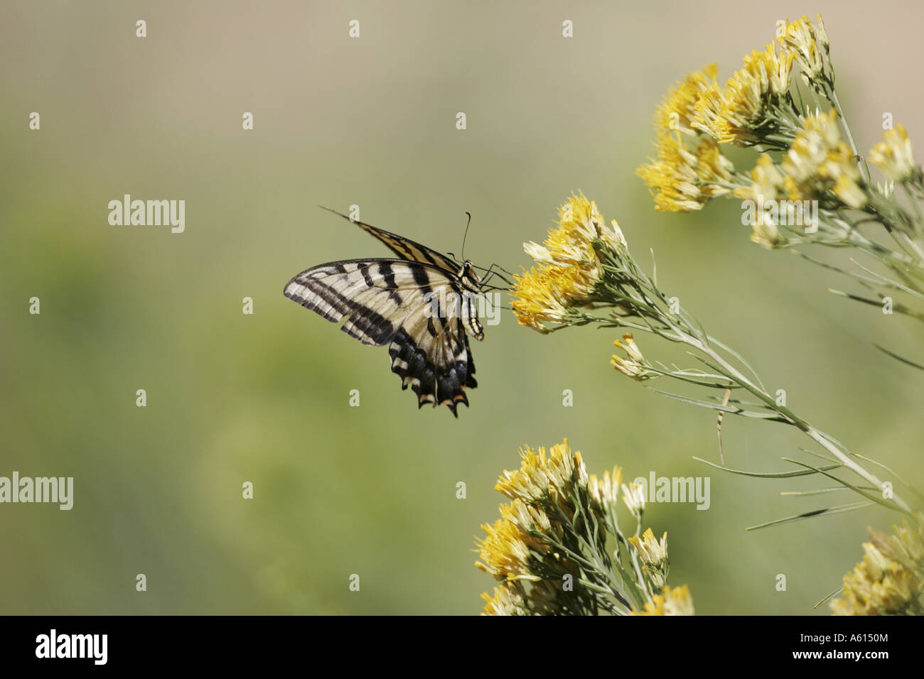Two tailed merman or mermaid hi-res stock photography and images - Alamy