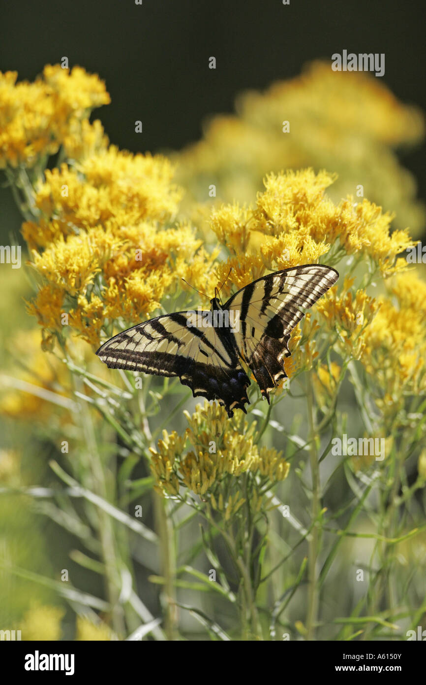 Two tailed merman or mermaid hi-res stock photography and images - Alamy