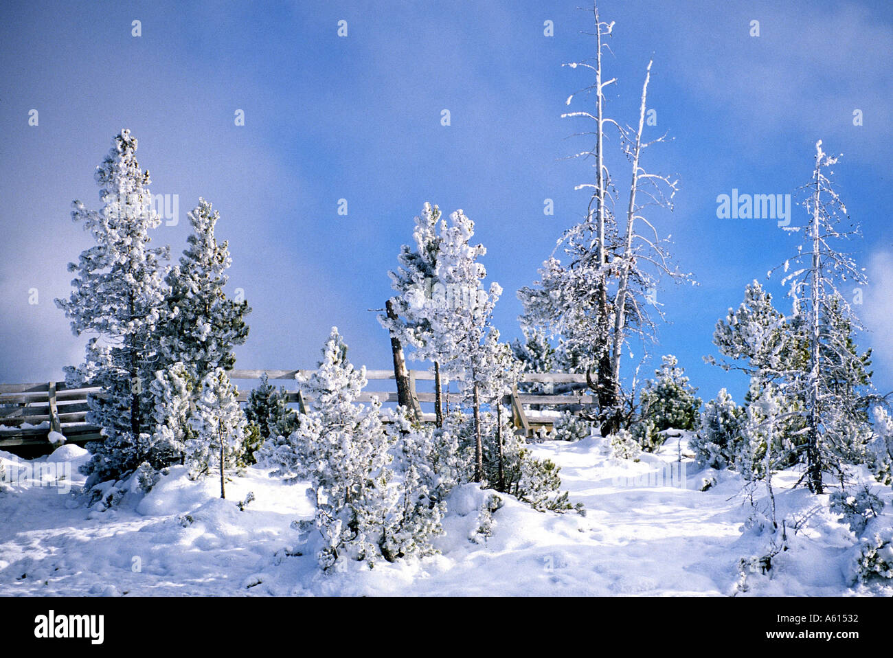 Winter Wonderland Scenic image taken in Yellowstone National Park in ...