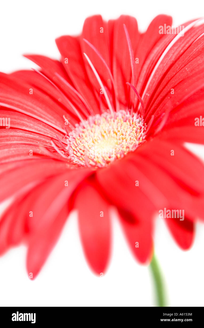 Red Flower 3 Stock Photo - Alamy