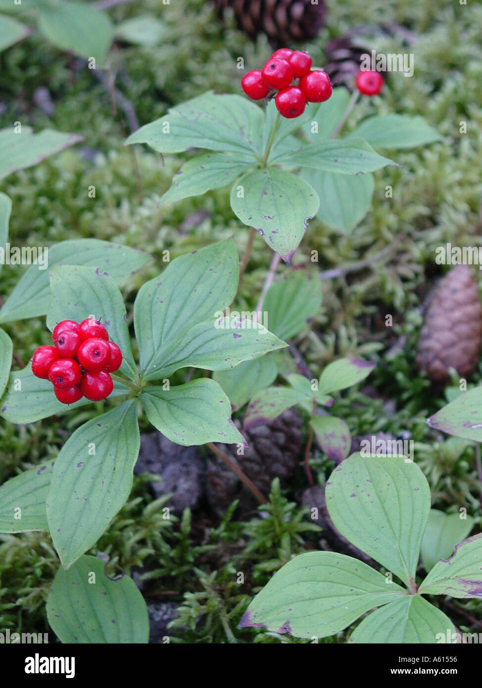 Bunchberries (Cornus canadensis Stock Photo - Alamy