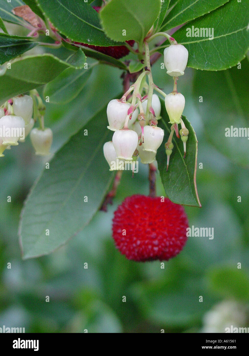 Strawberry tree (Arbutus unedo Stock Photo - Alamy