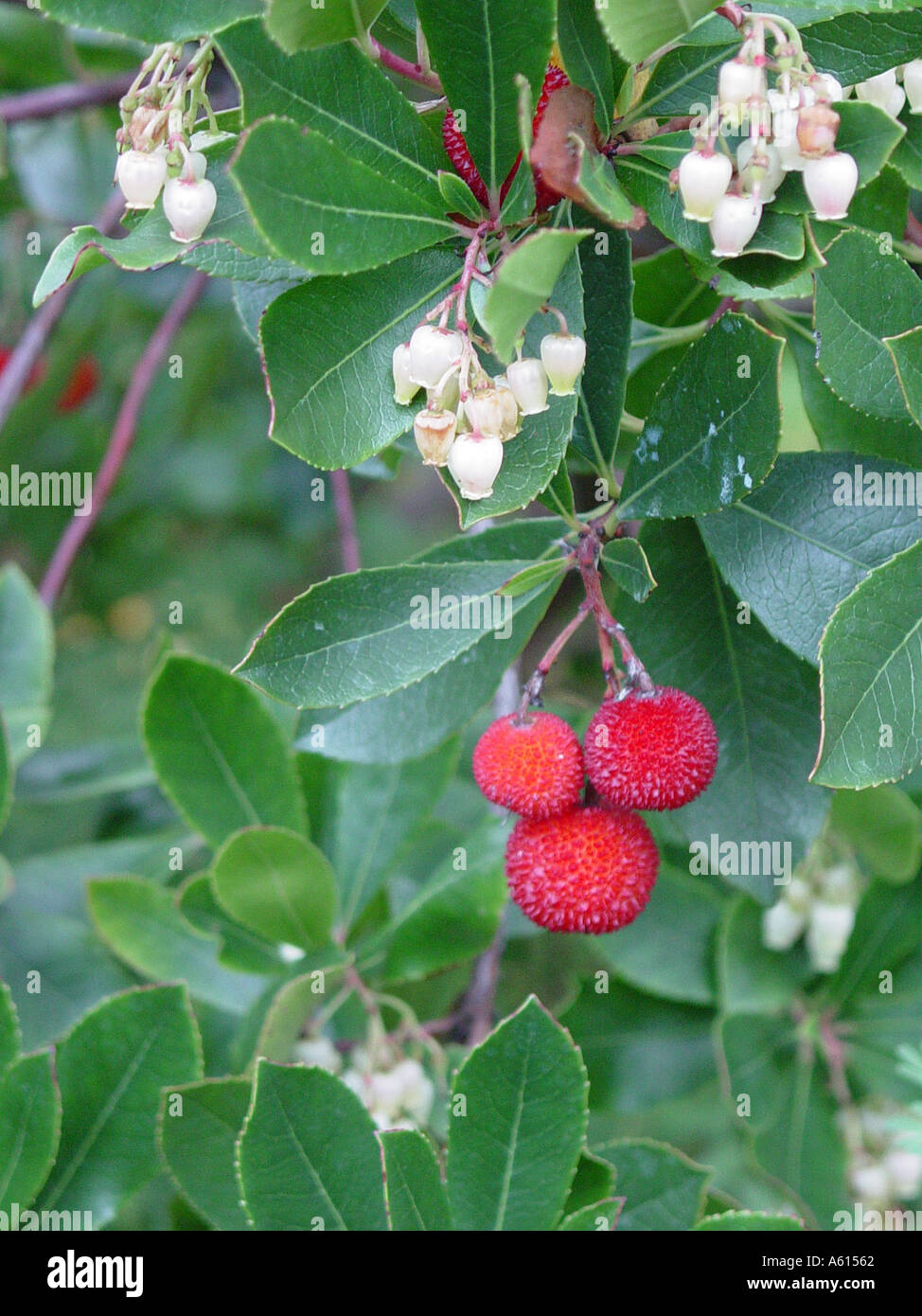 Strawberry tree (Arbutus unedo Stock Photo - Alamy