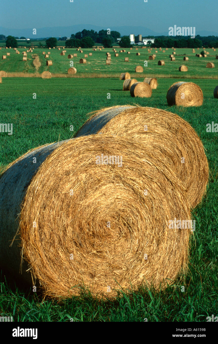 New hay bales march across fields in Virginia United States Stock Photo ...
