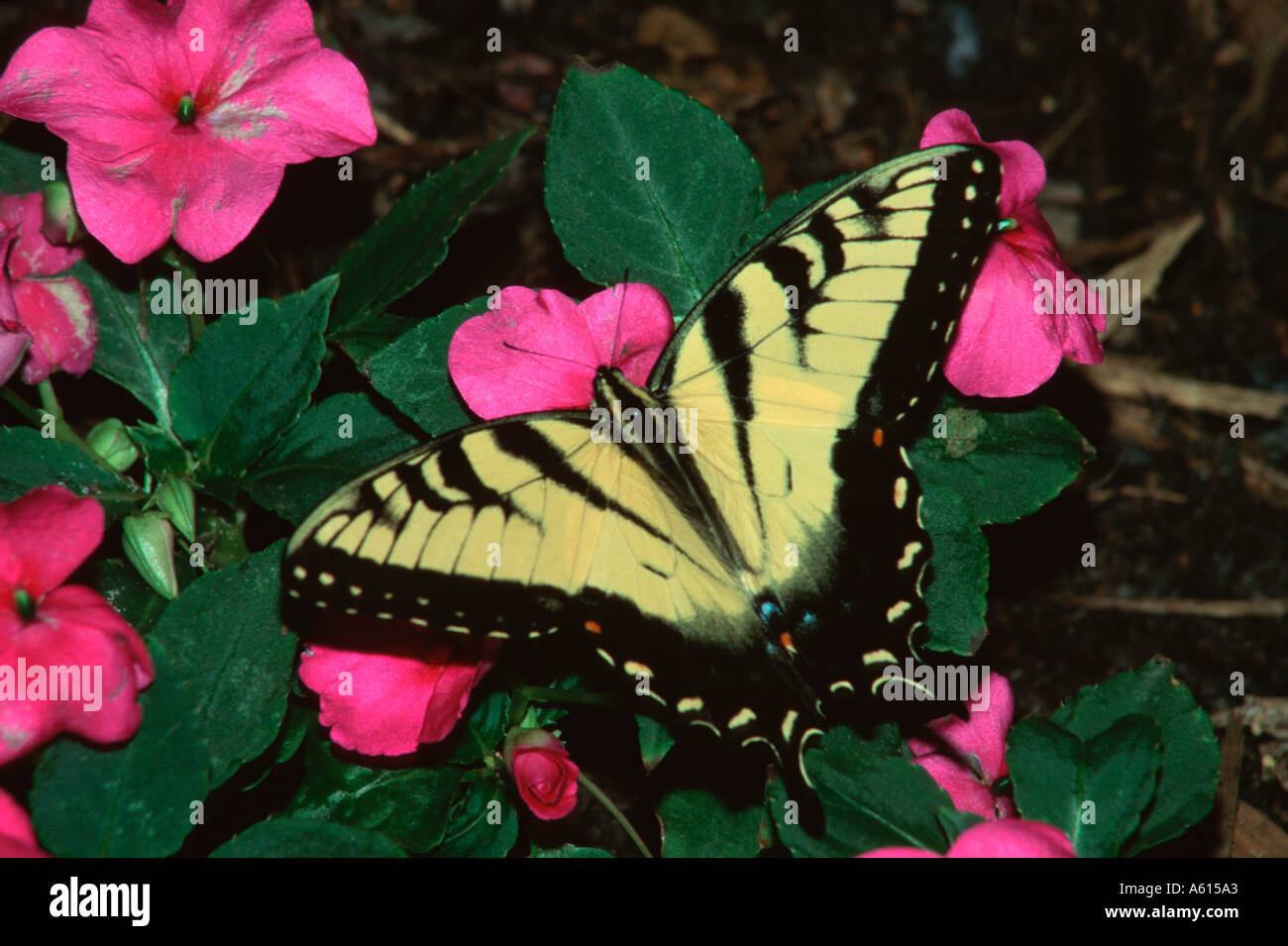Tigertail butterfly hi-res stock photography and images - Alamy