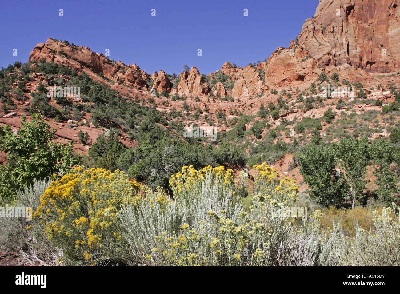 Desert vegetation in the Kolob Canyon area of Zion National Park Utah ...