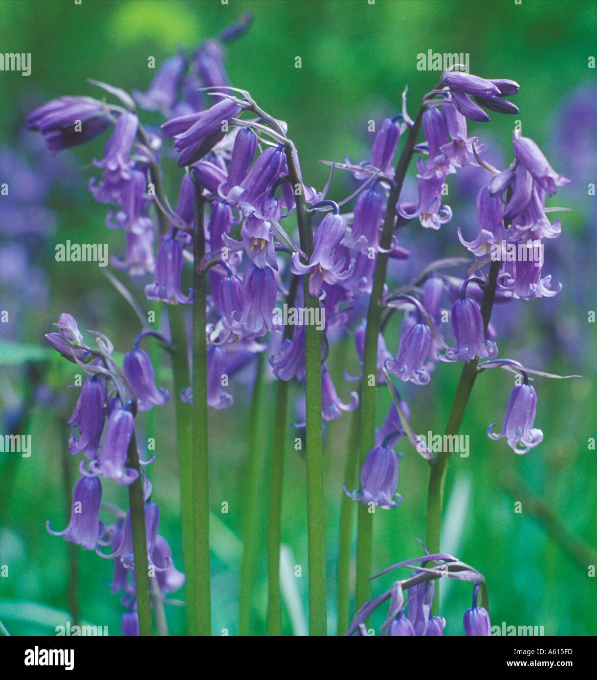 English Bluebell (Hyacinthoides non-scripta Stock Photo - Alamy
