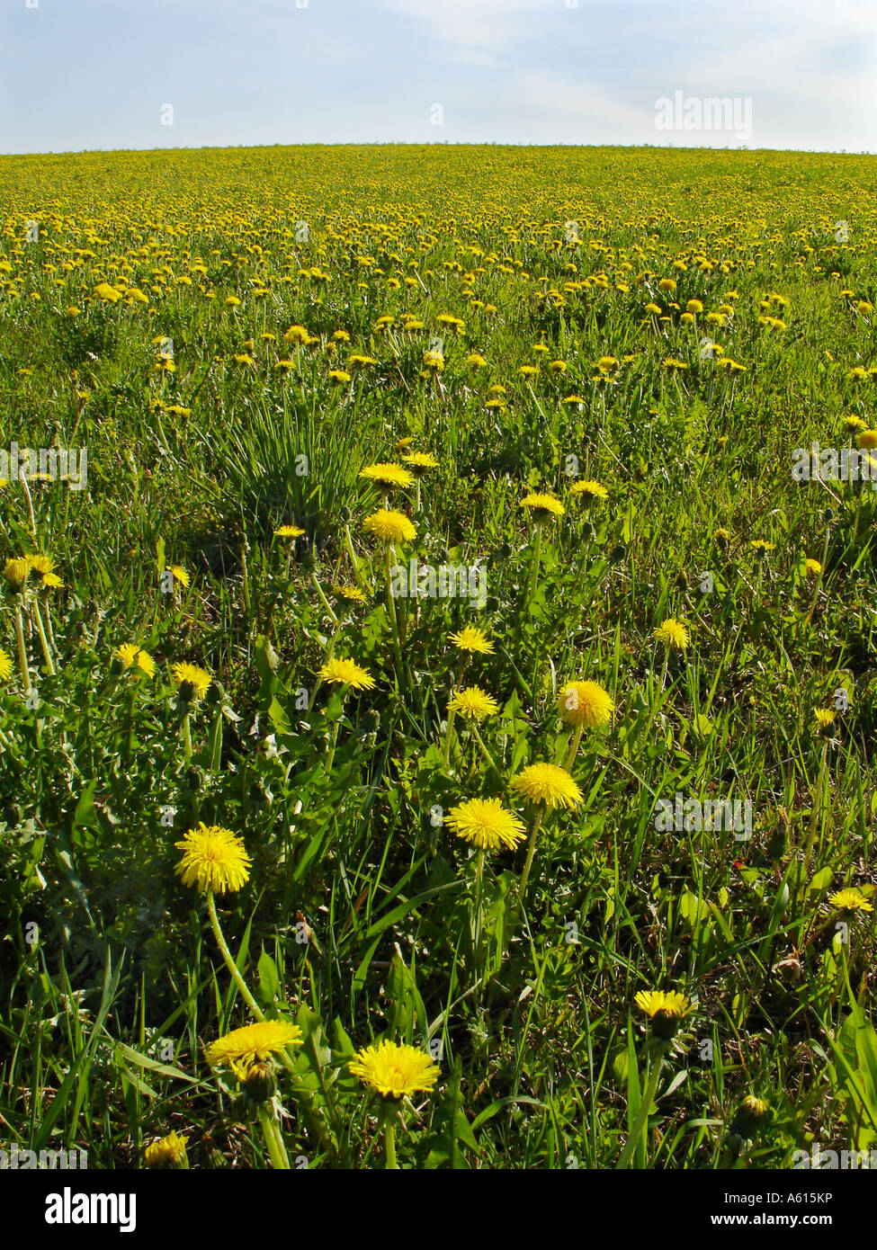 Similar to dandelion flower hi-res stock photography and images - Alamy