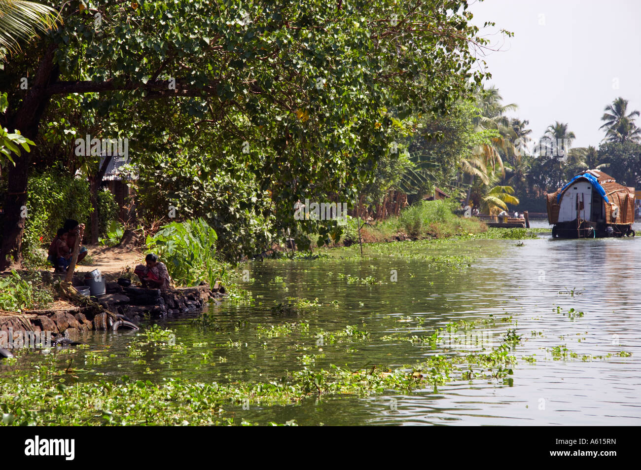 Dense vegetation lining the banks of the Kuttanad the backwaters of ...