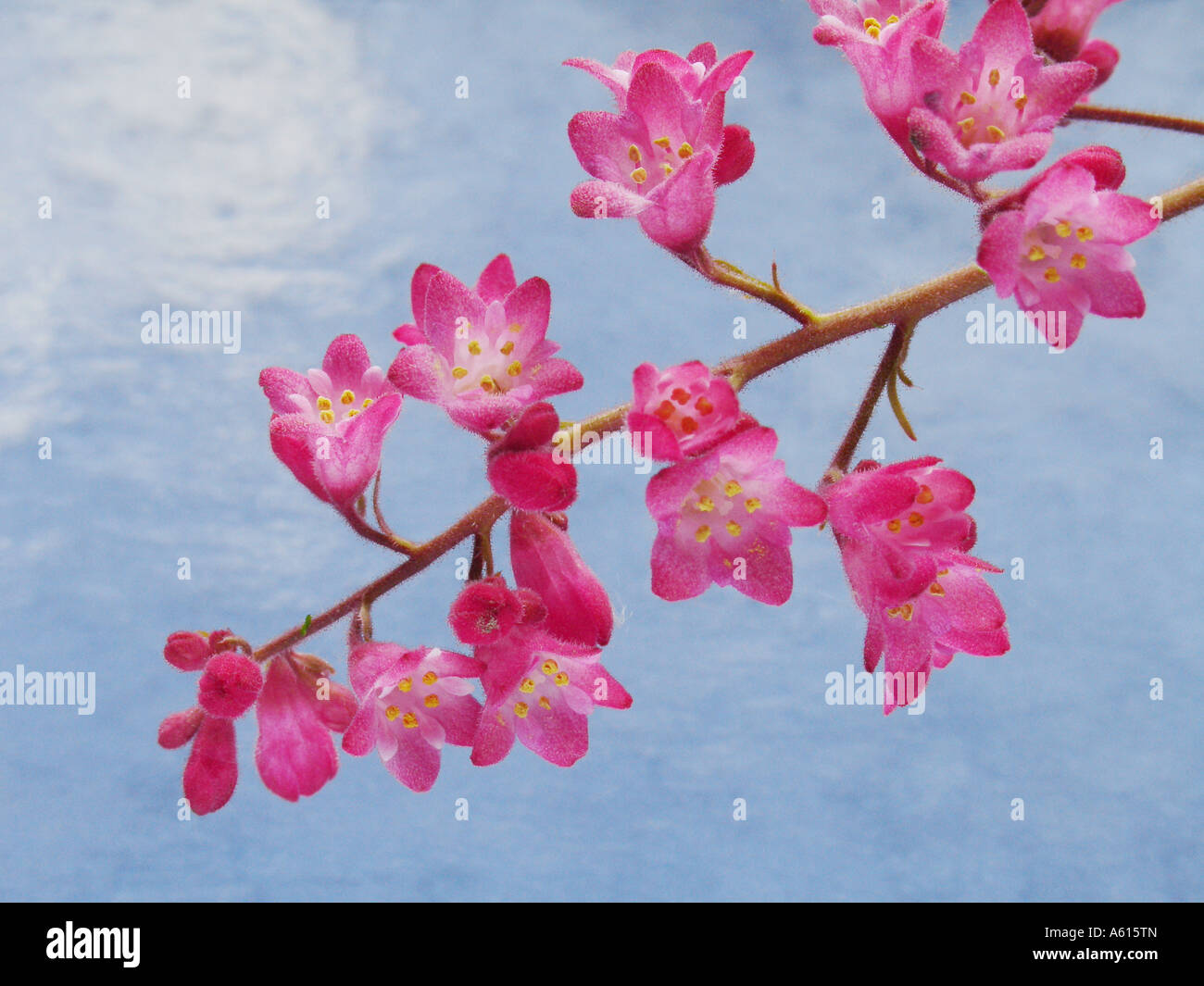 fringe cups, tellima Stock Photo - Alamy