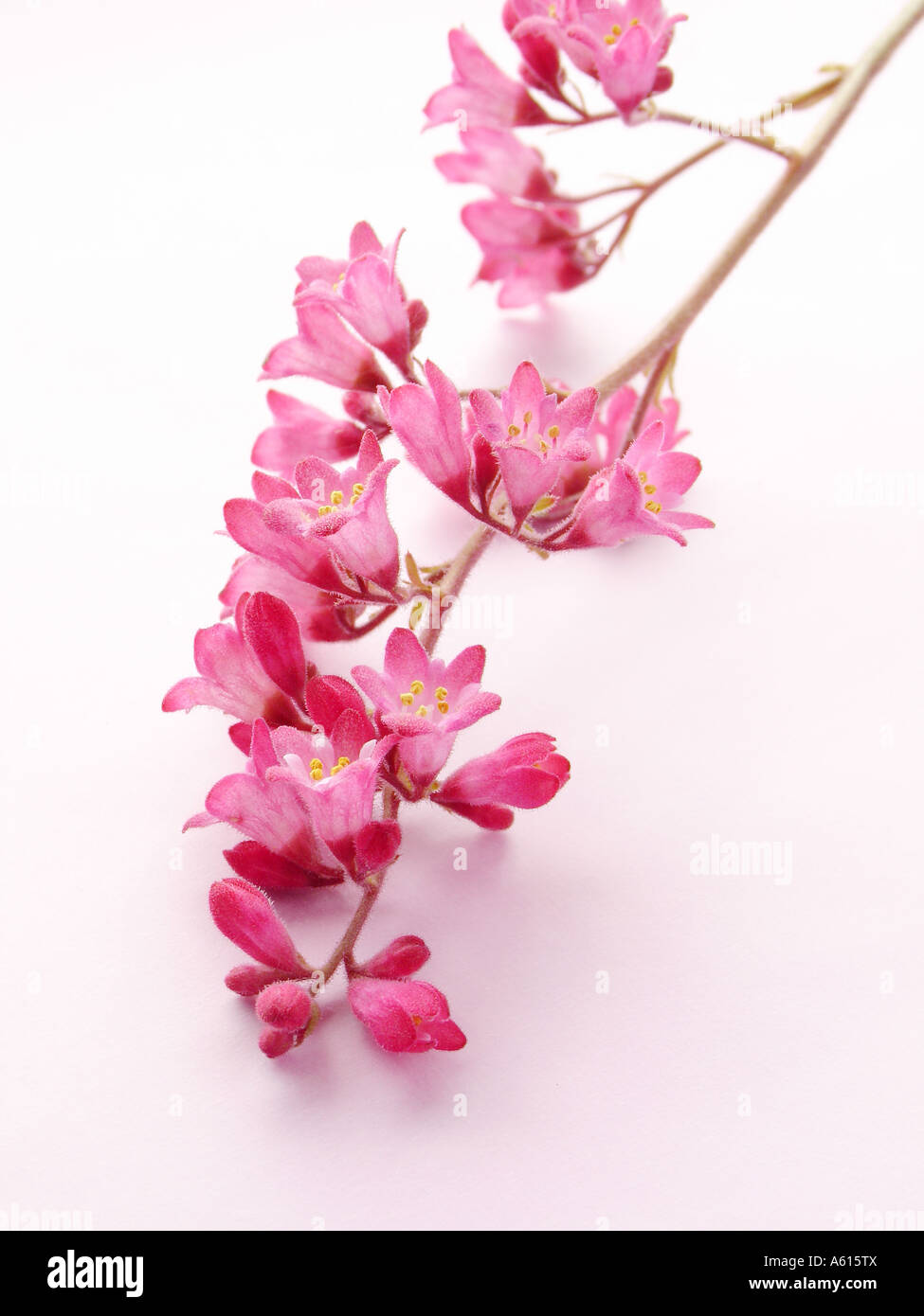 fringe cups, tellima Stock Photo - Alamy