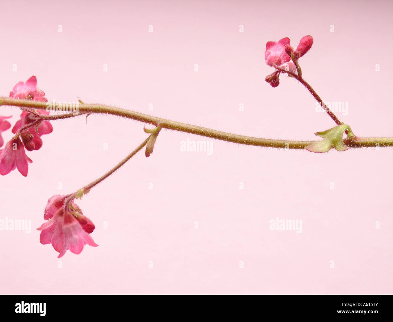 fringe cups, tellima Stock Photo - Alamy