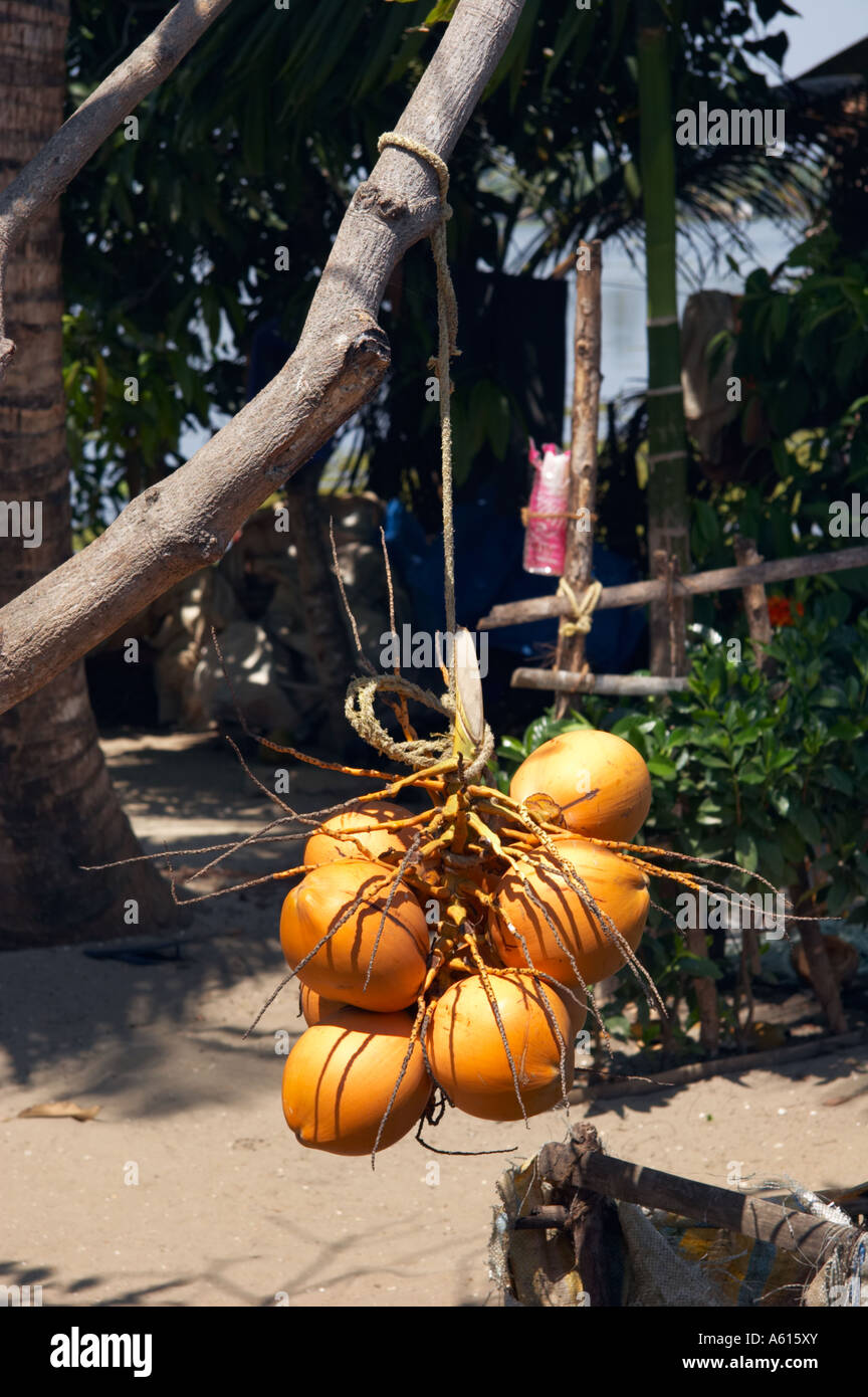 Coconuts hanging from tree hi-res stock photography and images - Alamy