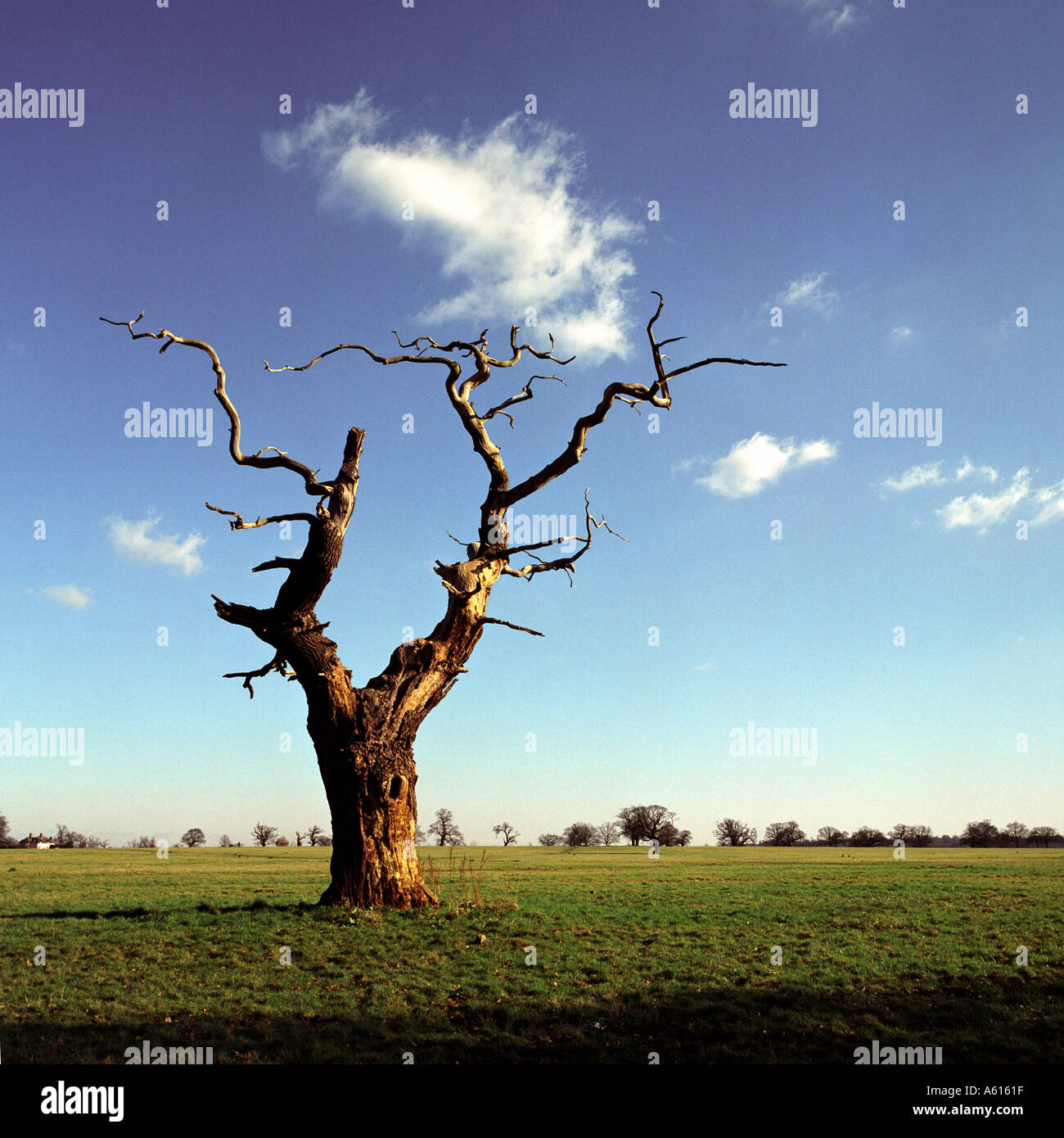 Windsor great park tree oak hi-res stock photography and images - Alamy