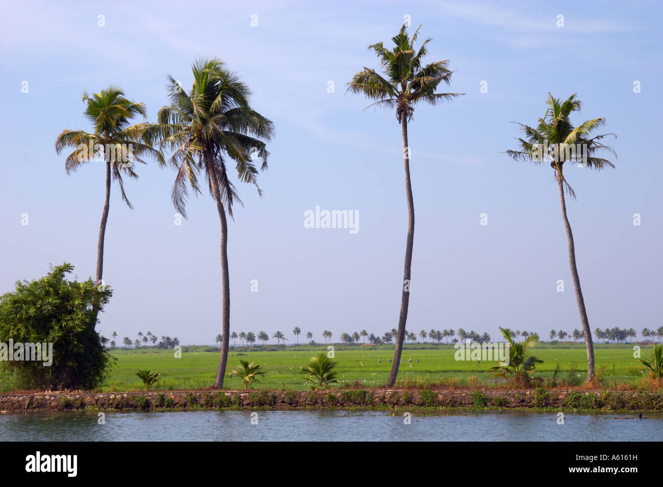 Paddy fields kuttanad hi-res stock photography and images - Alamy