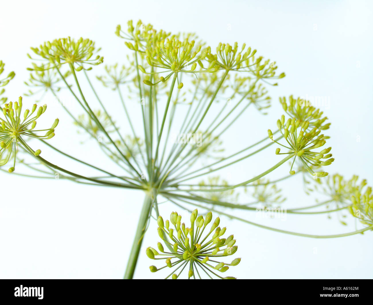 dill, anethum graveolens Stock Photo - Alamy