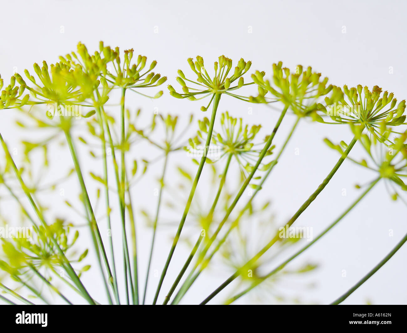 dill, anethum graveolens Stock Photo - Alamy