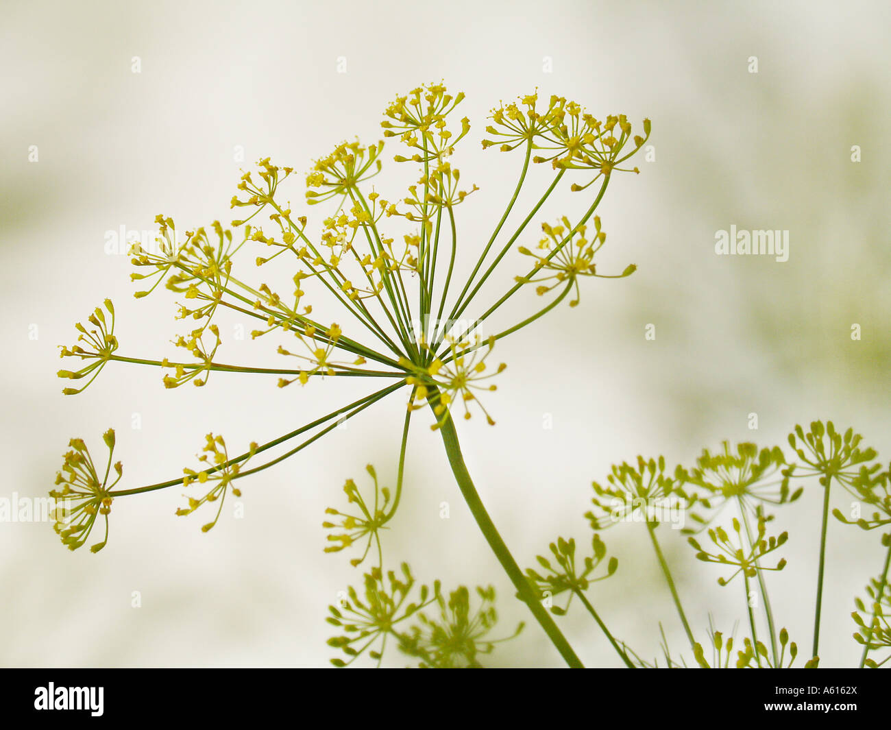 dill, anethum graveolens Stock Photo - Alamy