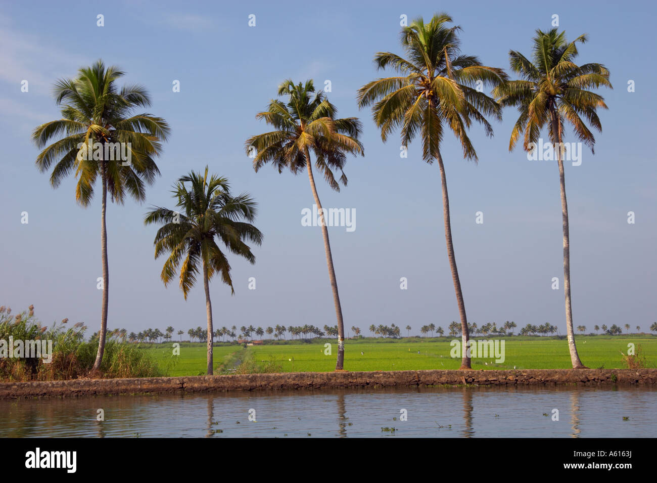 Palm trees and lush green paddy fields line the banks of the Kuttanad ...