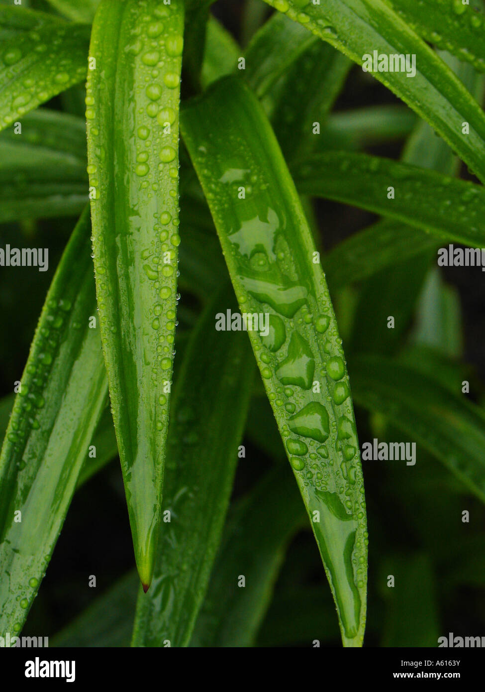 Slim lily hi-res stock photography and images - Alamy